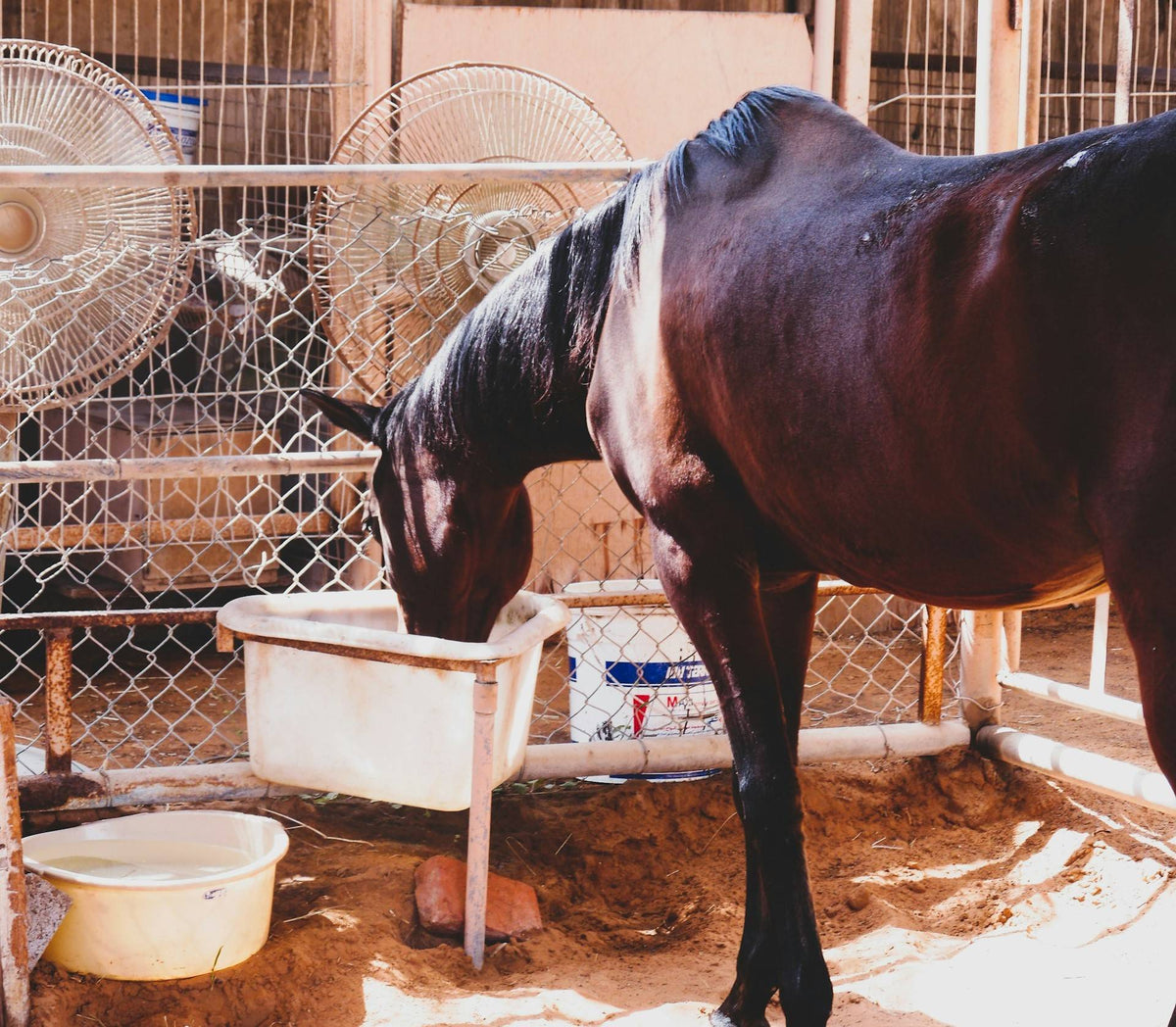 How Humid Is Too Humid? Riding 101 – Smart Earth Camelina - USA